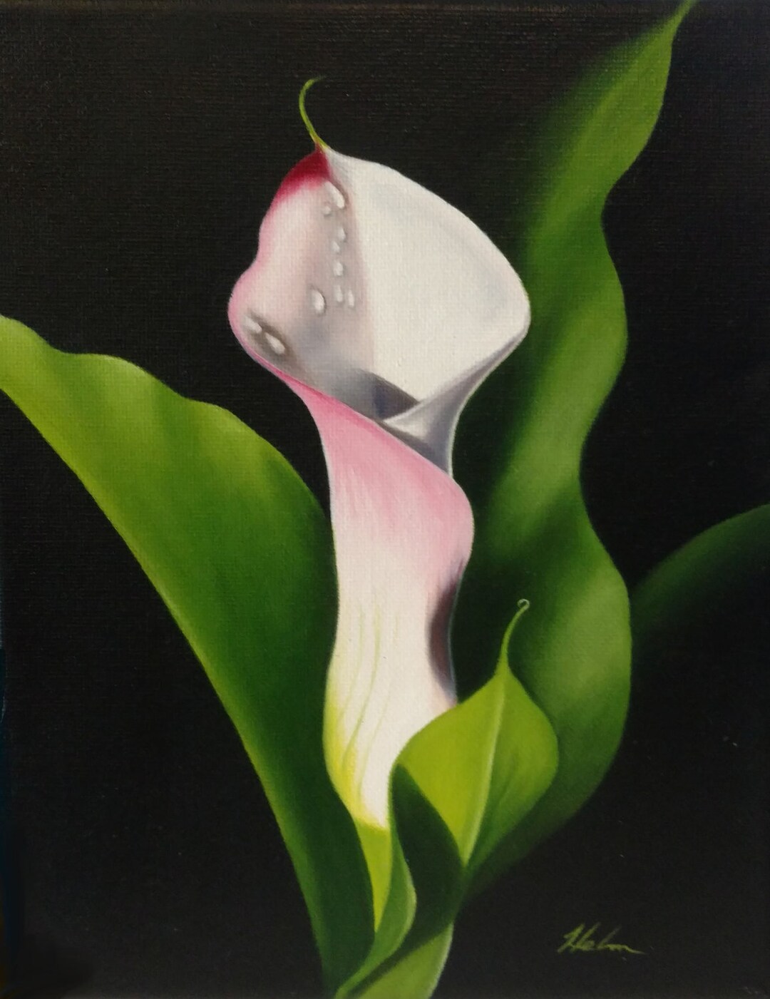 Dew Drop Lily, Calla Lily, Pink Flower, Oil Painting on Gallery Wrapped ...