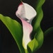 Dew Drop Lily, Calla Lily, Pink Flower, Oil Painting on Gallery Wrapped ...