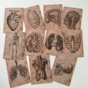 Vintage Human Anatomy Stickers, Old Medicine Illustration Stickers ...