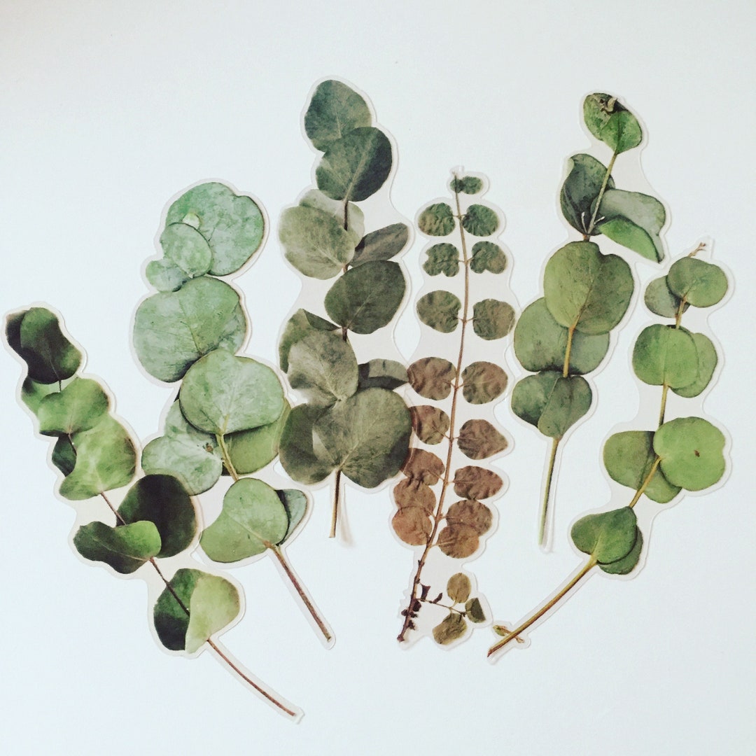 Extra Large Eucalyptus Stickers, Foliage Planner Stickers, Greenery ...