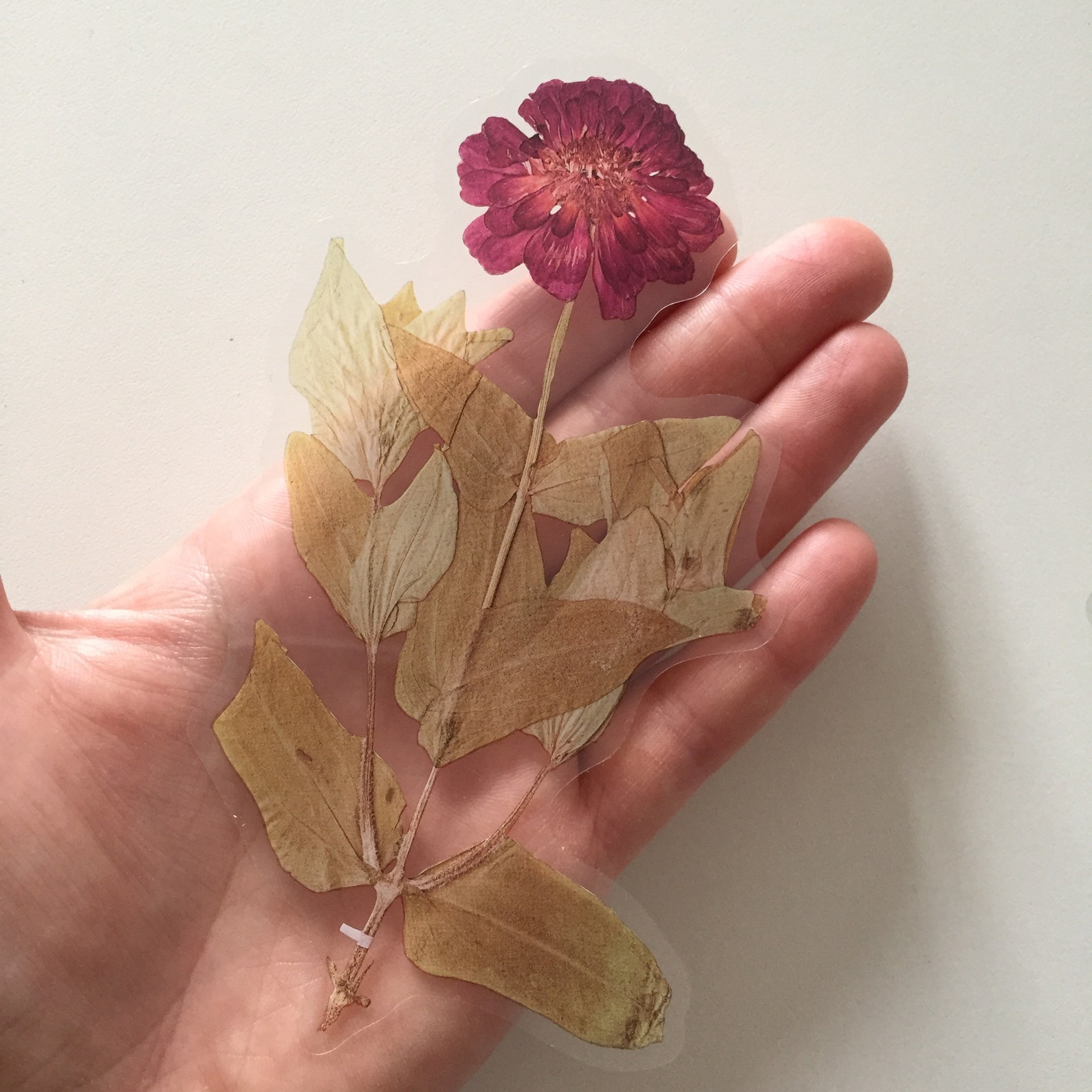 Large Dried Flowers Sticker Set, Pressed Rose Stickers, Pressed ...