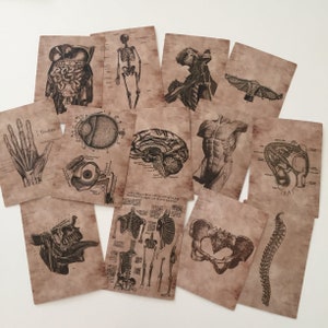 Vintage Human Anatomy Stickers, Old Medicine Illustration Stickers ...