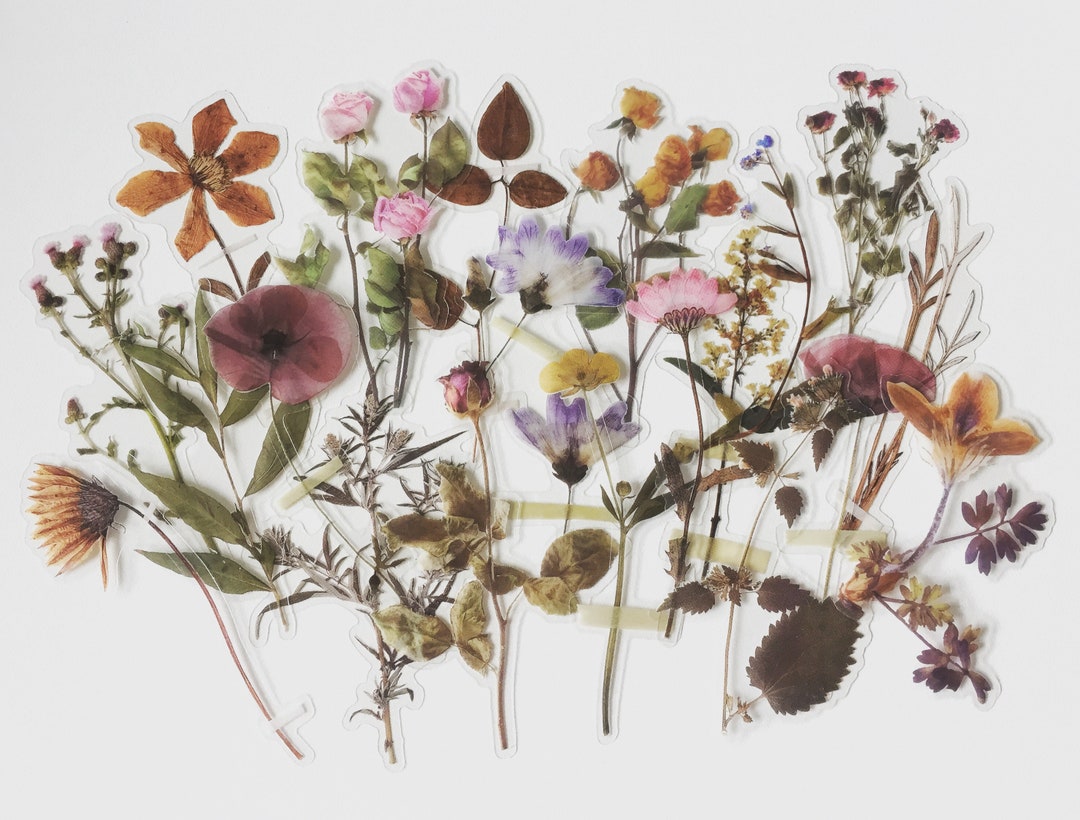 Dried Flowers Sticker Set, Pressed Wildflowers Stickers, Wild Flower ...