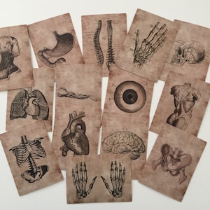 Vintage Human Anatomy Stickers, Old Medicine Illustration Stickers ...