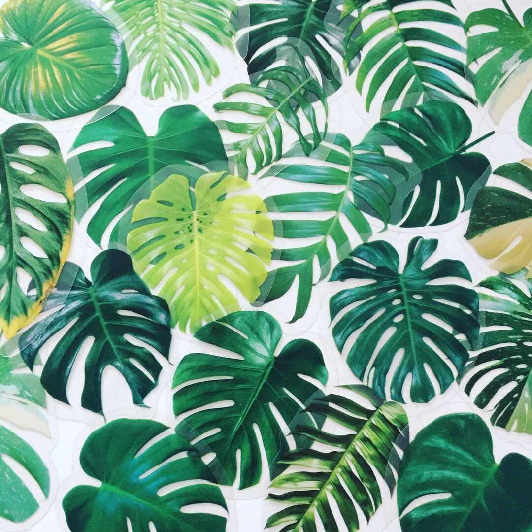 Monstera Leaf Stickers, Swiss Cheese Plant Stickers, Green Plant Leaves ...