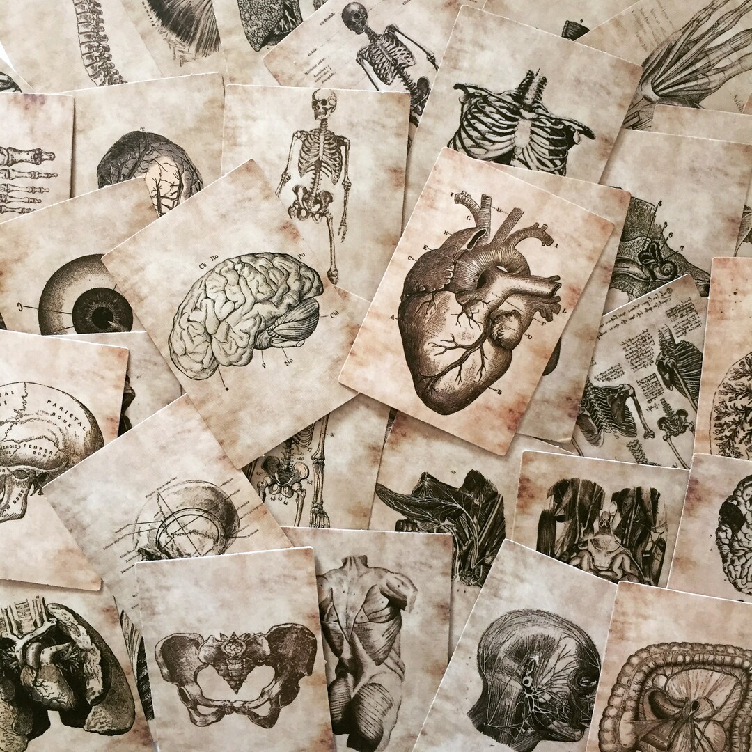 Vintage Human Anatomy Stickers, Old Medicine Illustration Stickers ...