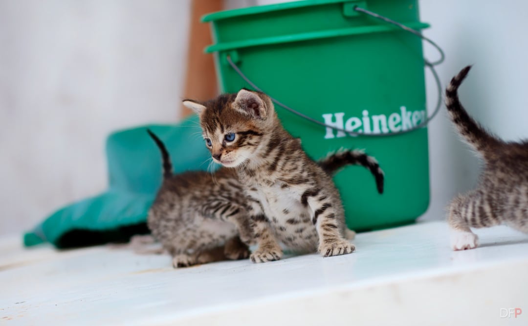 Jamaican Blue Eyed Kittens, Heineken, Portland Jamaica, Tabby Cats ...