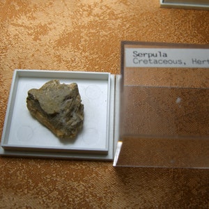 Fossils Collection, Mesozoic, Cretacious, Eocen, Cased - Etsy