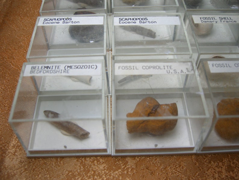 Fossils Collection, Mesozoic, Cretacious, Eocen, Cased - Etsy