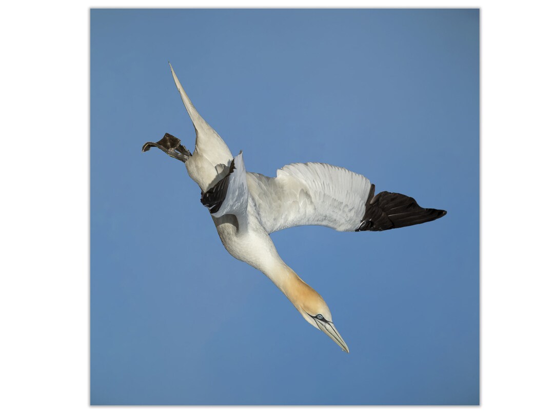 Diving Gannet Greetings Card, Diving Gannet Birthday Card, Wildlife ...