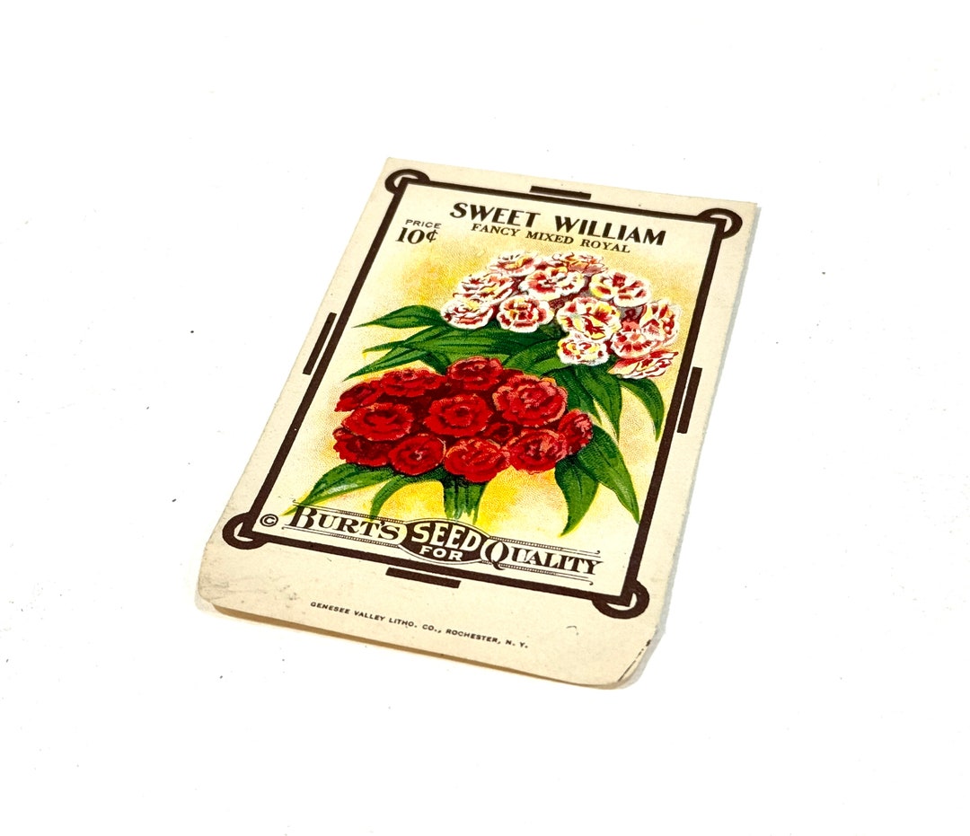 Vintage SEED PACKET Colorful Flowers, Sweet William, Suitable to Frame ...