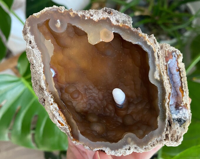 Withlacoochee Agatized Coral, Coral Agate, Florida Agate - Etsy