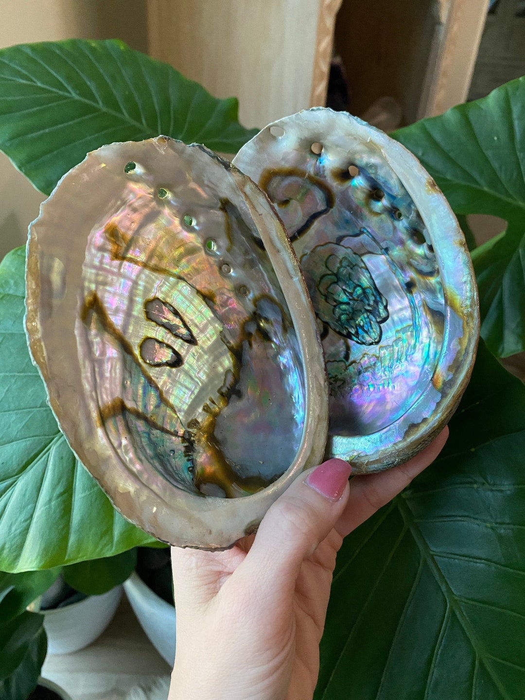 Abalone Shell, Large Abalone Shell , Abalone Bowl, Abalone Dish, Smudge ...