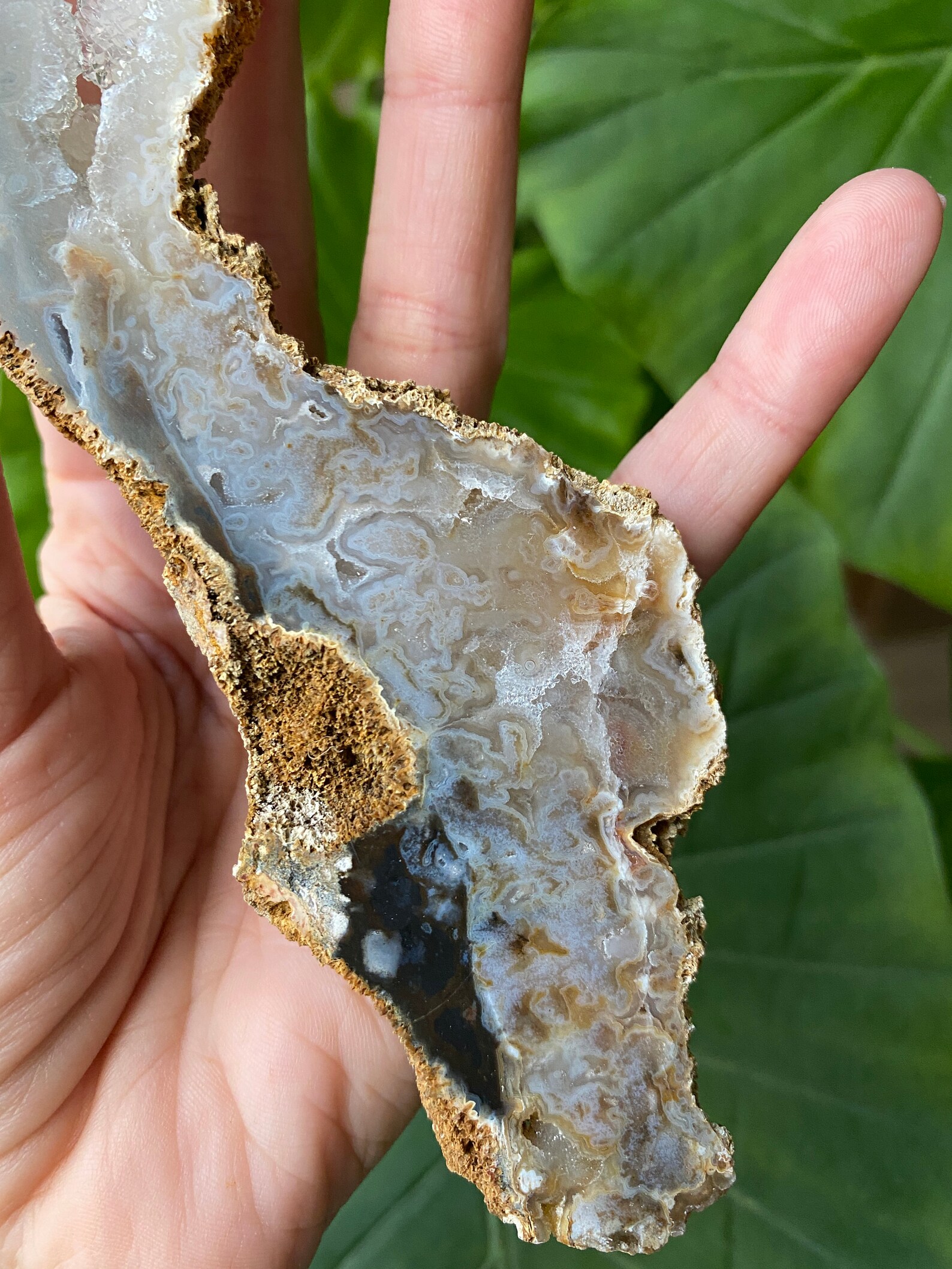 Withlacoochee agatized coral coral agate Florida agate | Etsy