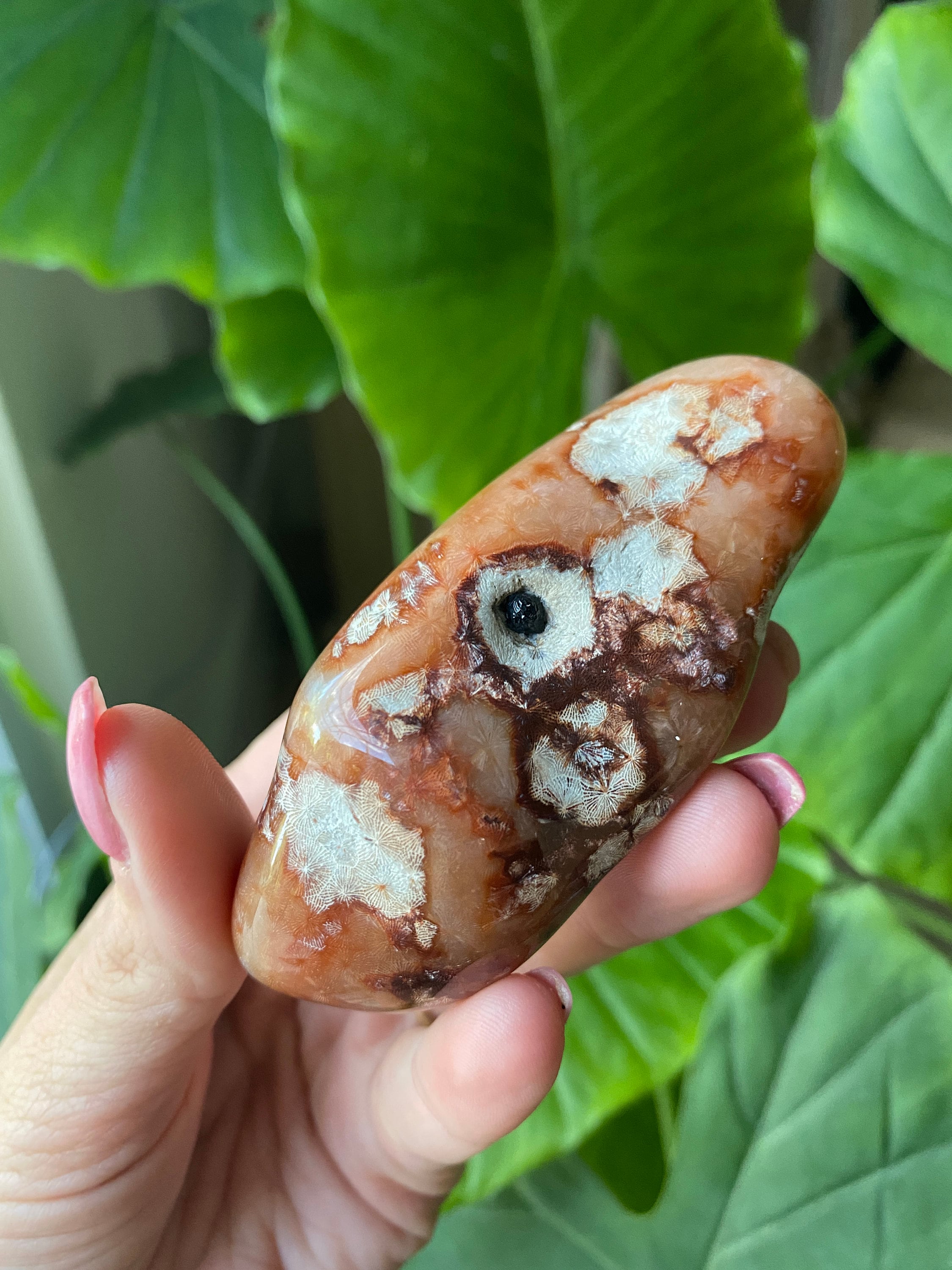 Agatized Coral Palm Stone Coral Agate Florida Agate - Etsy