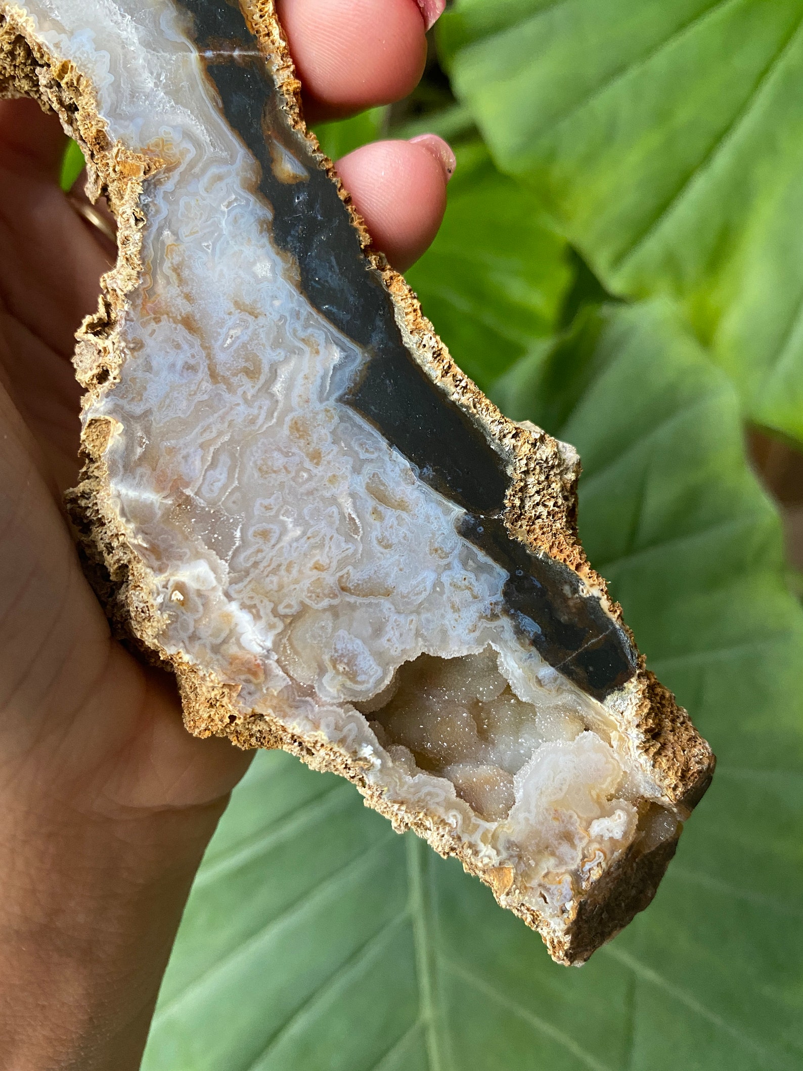 Withlacoochee Agatized Coral Coral Agate Florida Agate - Etsy