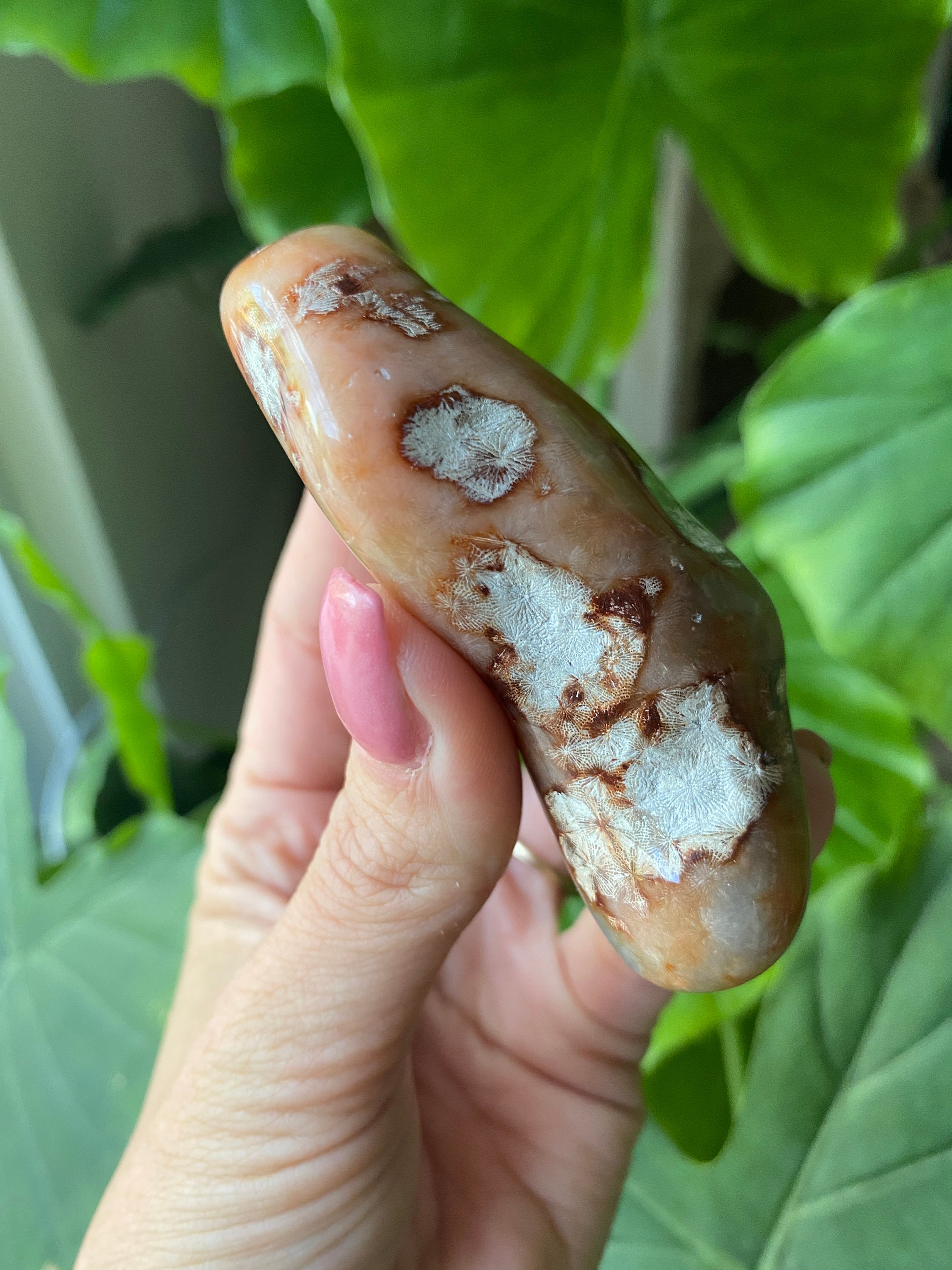 Agatized Coral Palm Stone Coral Agate Florida Agate - Etsy