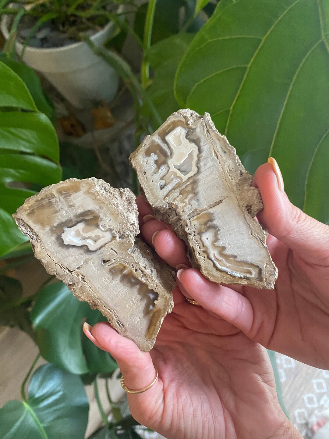 Withlacoochee Agatized Coral, Coral Agate, Florida Agate - Etsy