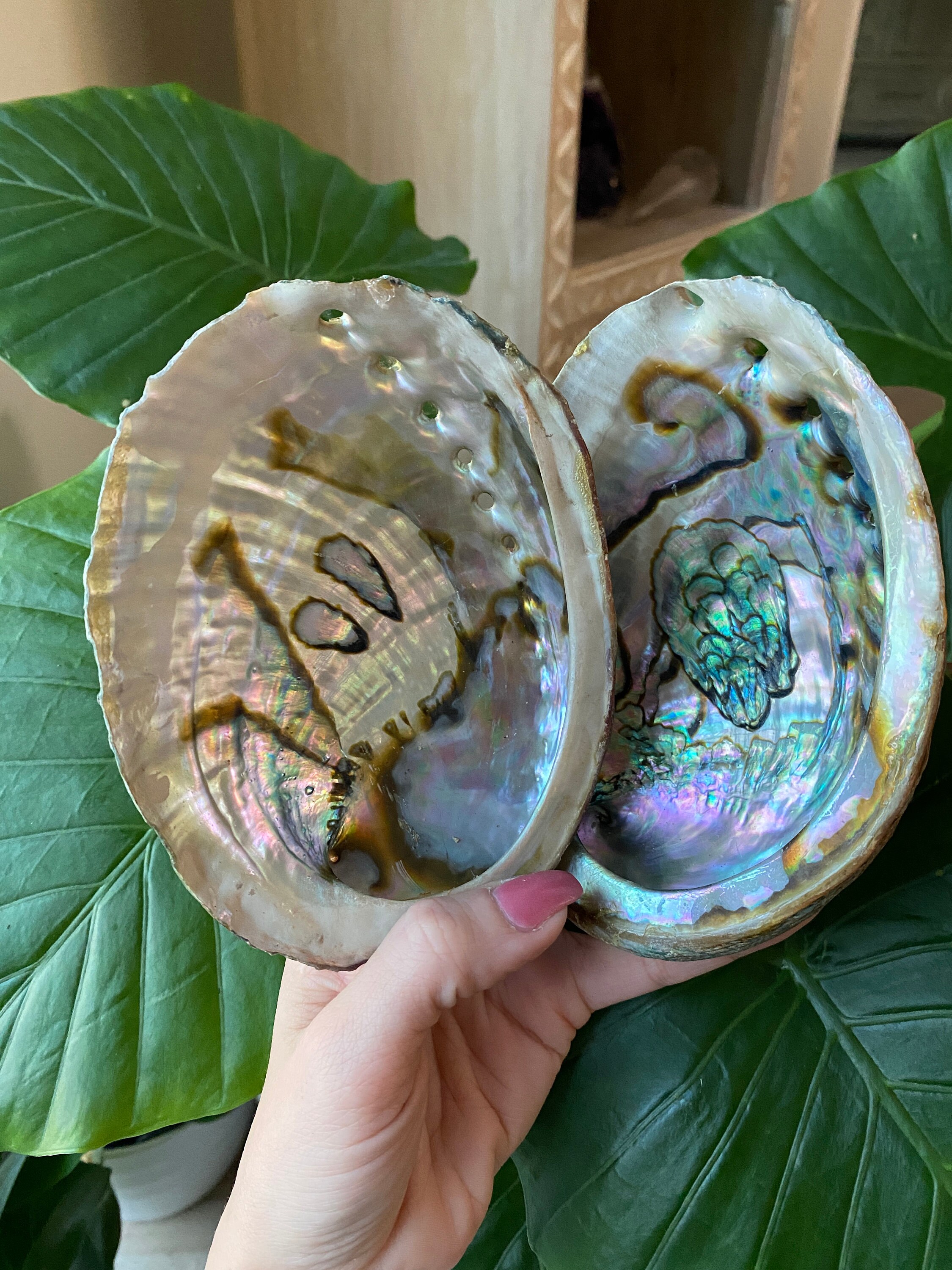 Abalone Shell Large Abalone Shell Abalone Bowl Abalone | Etsy