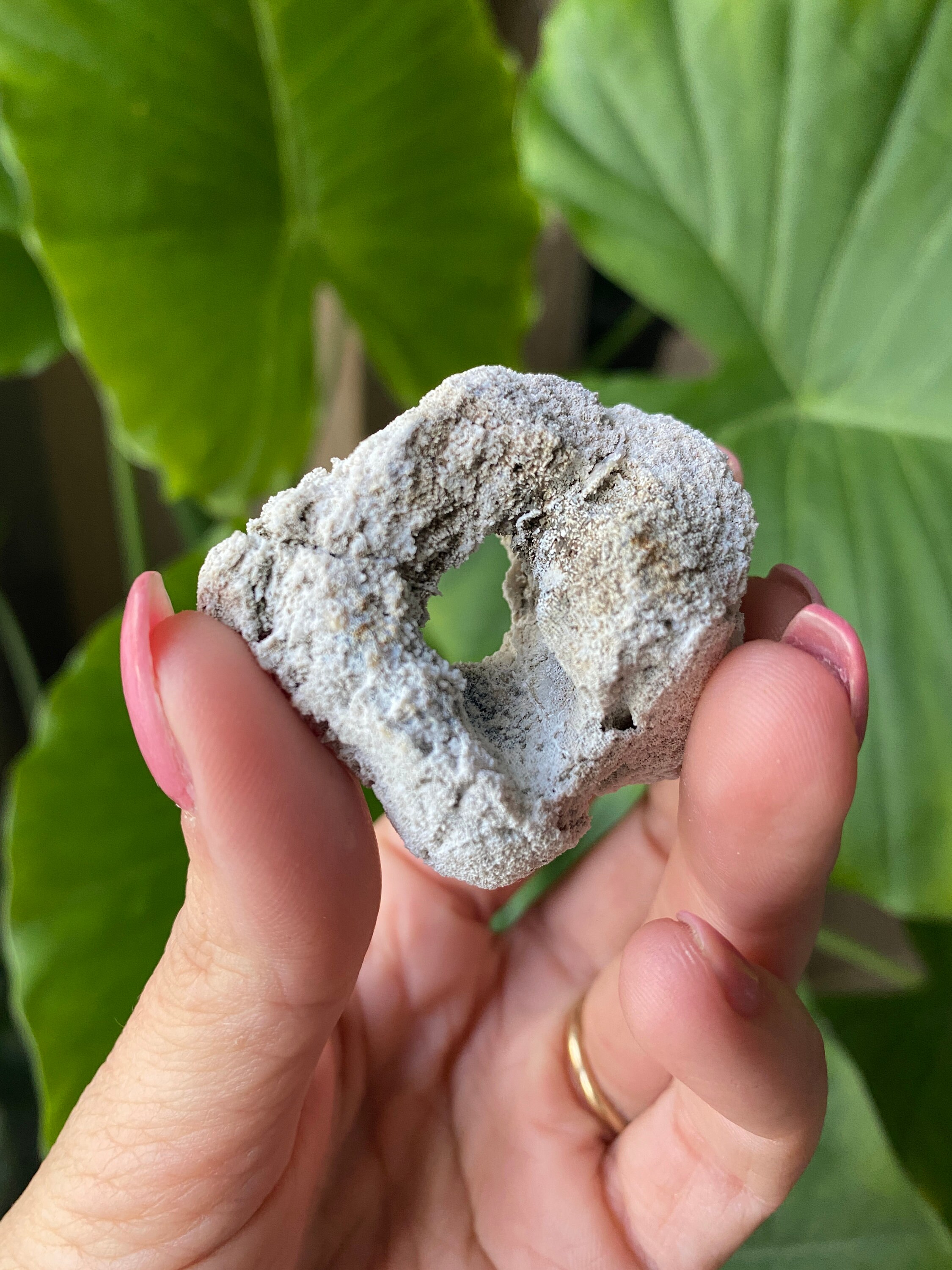 Tampa Bay Agatized Coral Coral Agate Florida Agate - Etsy