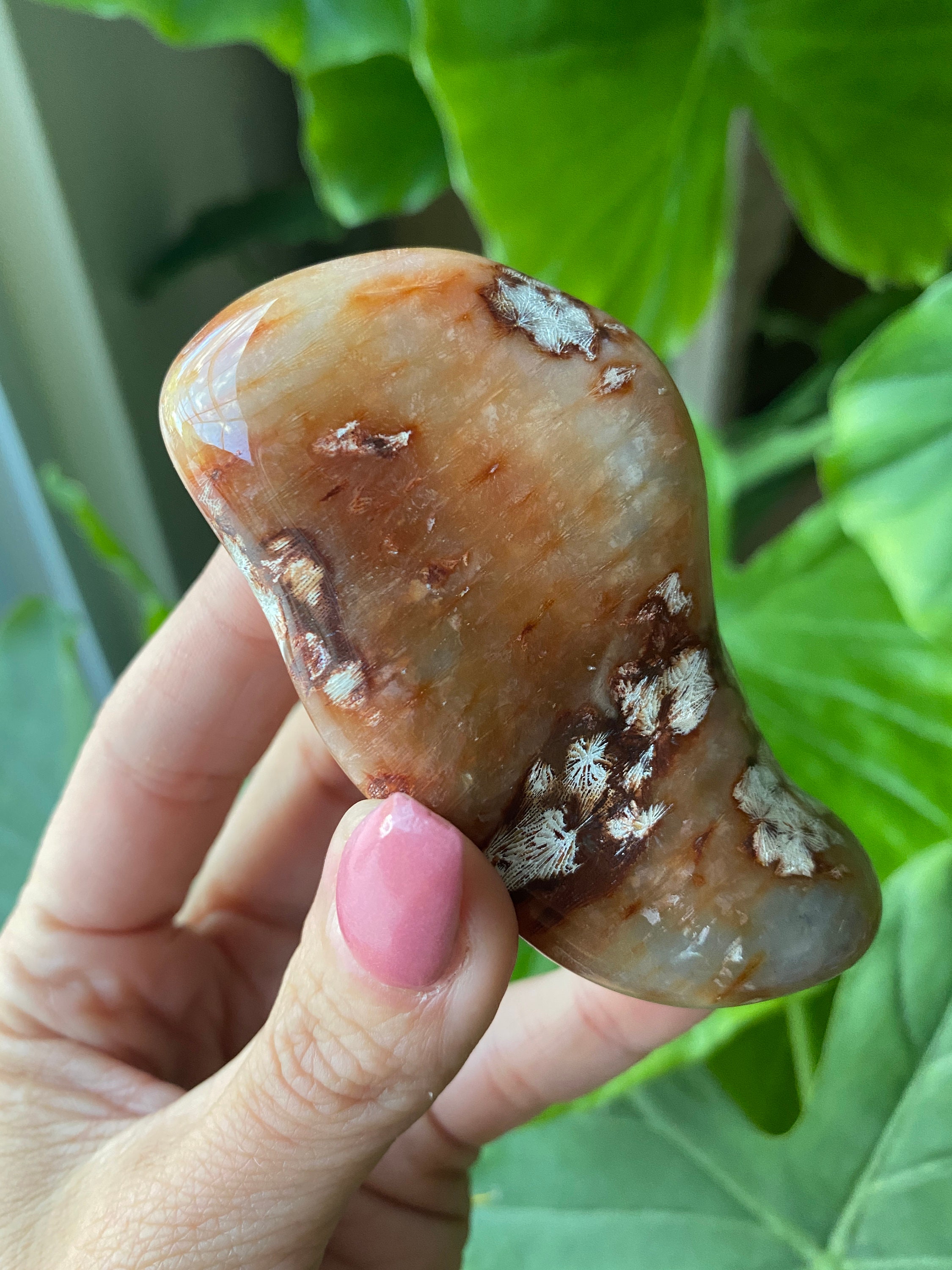 Agatized Coral Palm Stone Coral Agate Florida Agate - Etsy