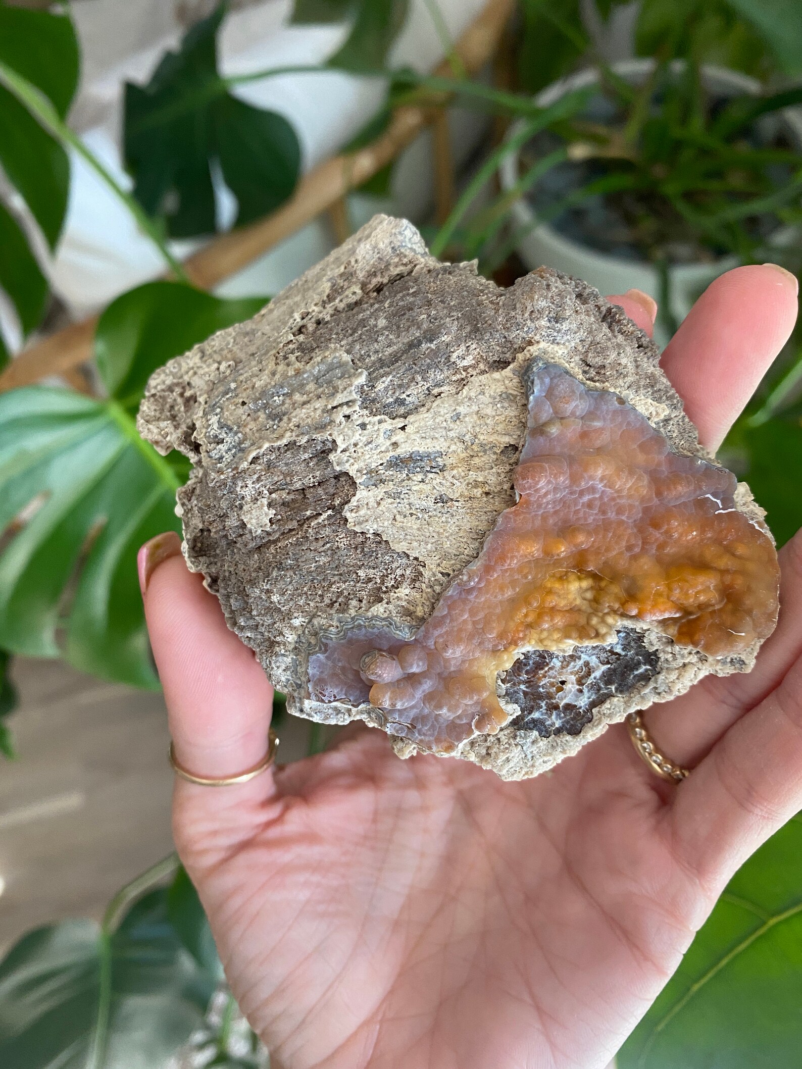 Withlacoochee agatized coral coral agate Florida agate | Etsy