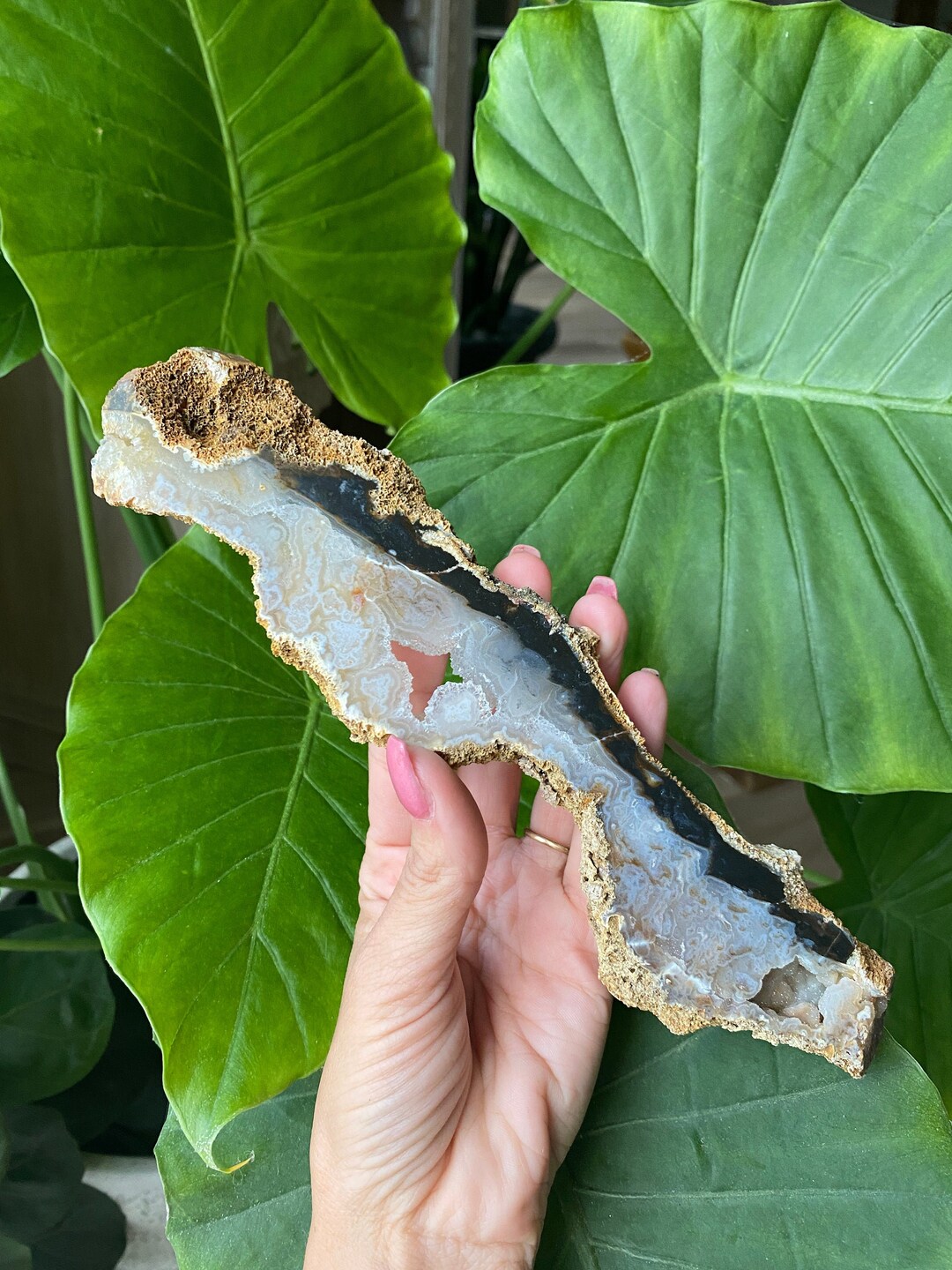 Withlacoochee Agatized Coral, Coral Agate, Florida Agate - Etsy