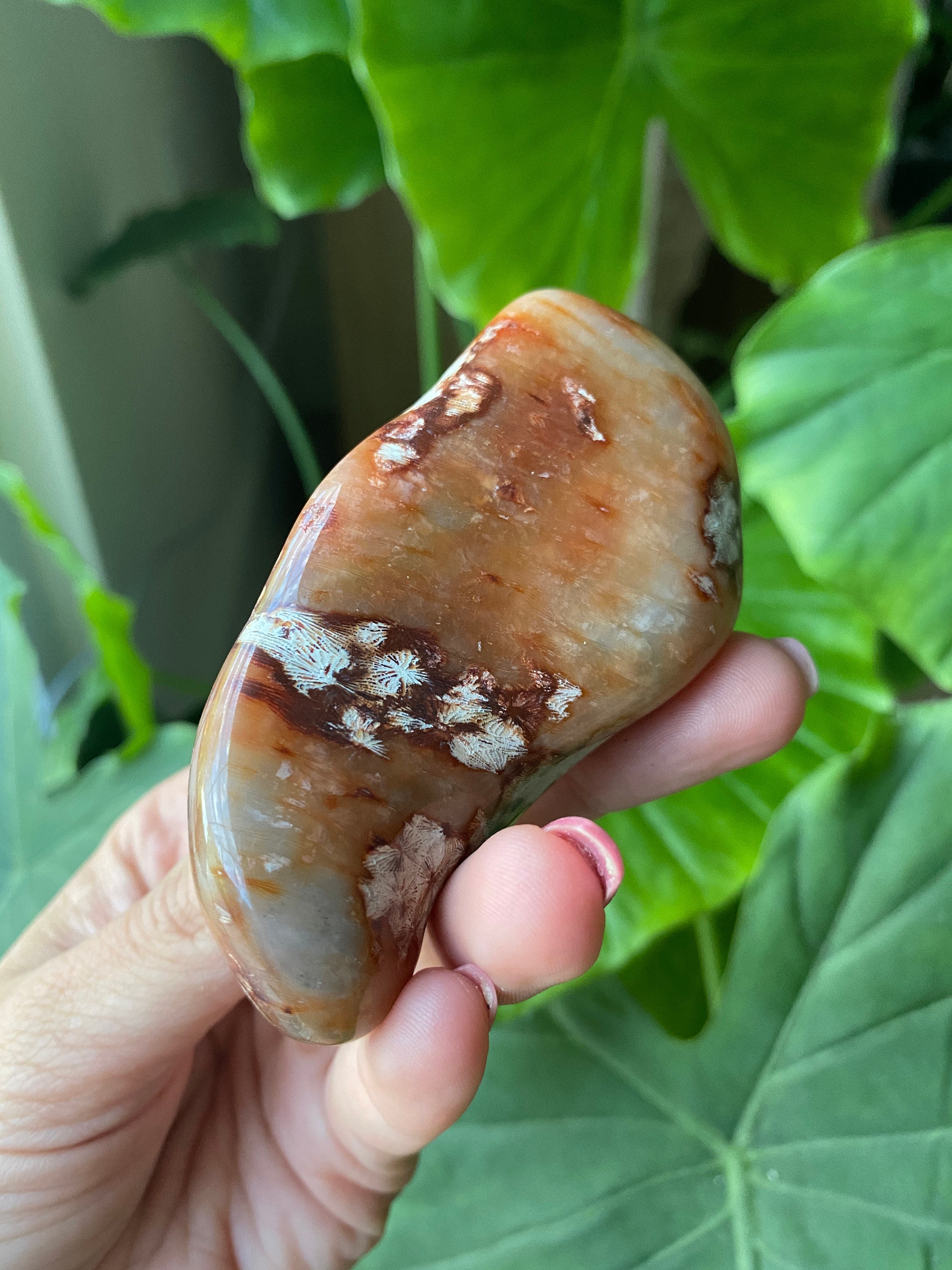 Agatized Coral Palm Stone Coral Agate Florida Agate - Etsy