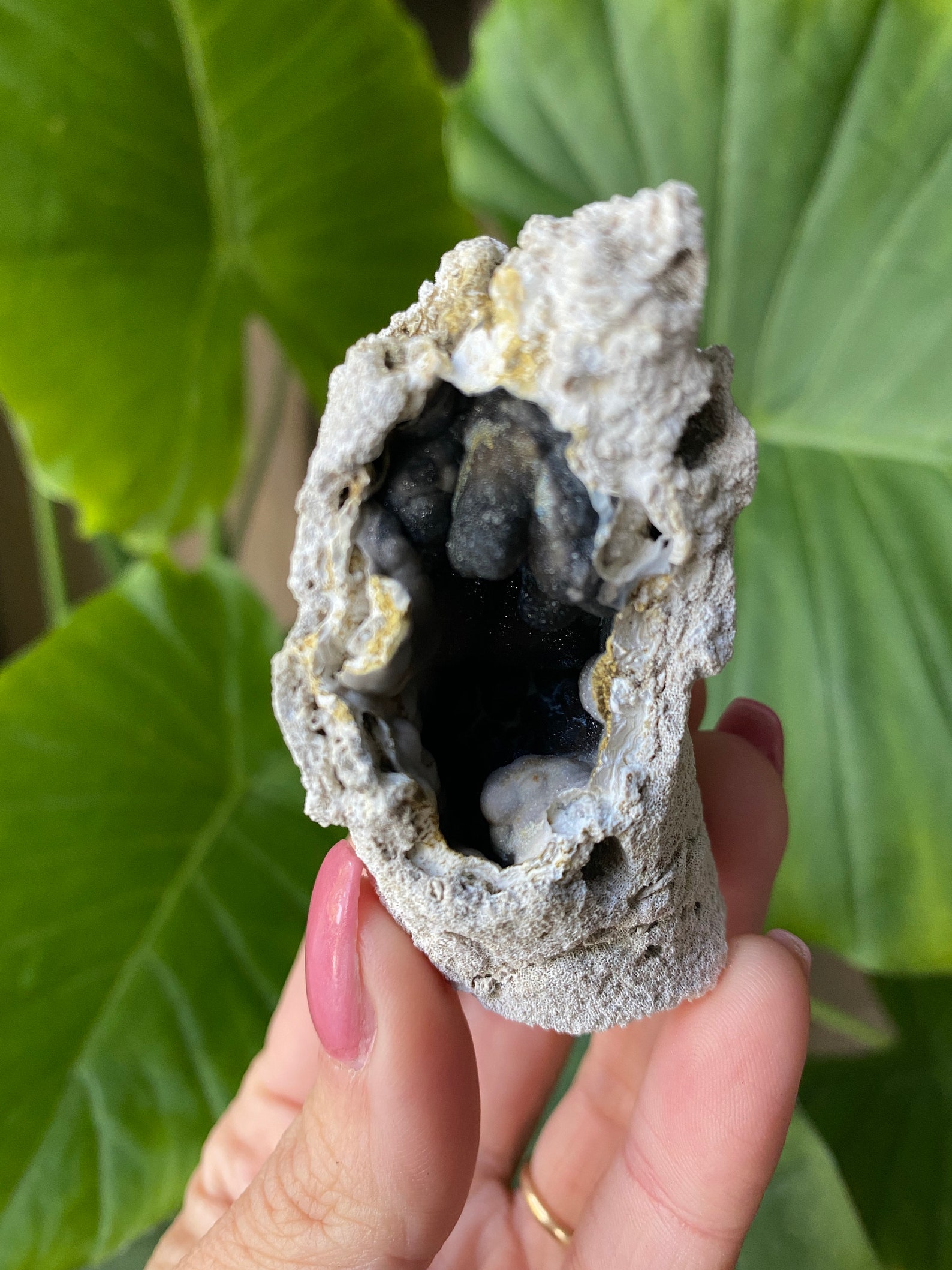 Tampa Bay Agatized Coral Coral Agate Florida Agate - Etsy