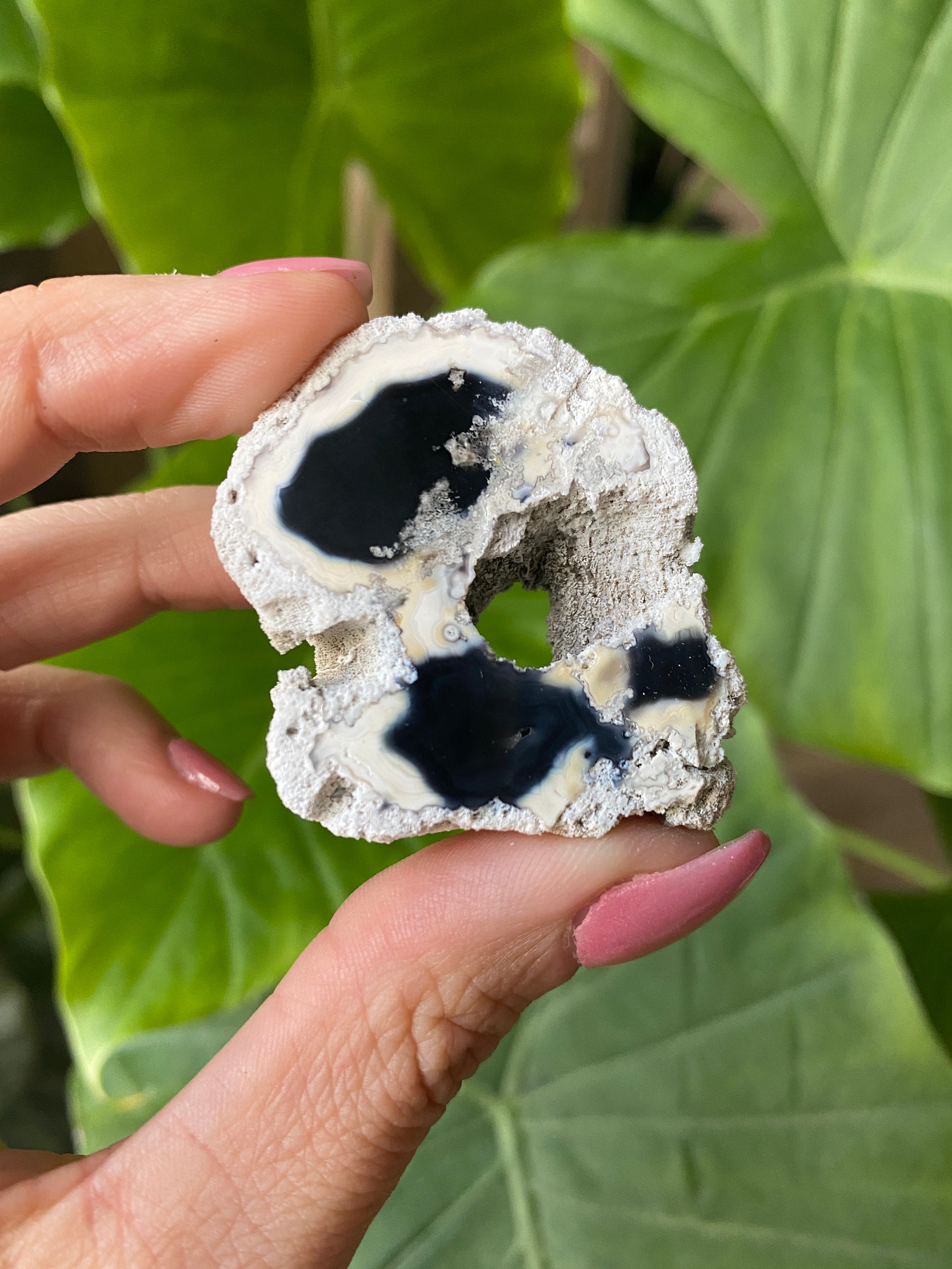 Tampa Bay Agatized Coral Coral Agate Florida Agate - Etsy