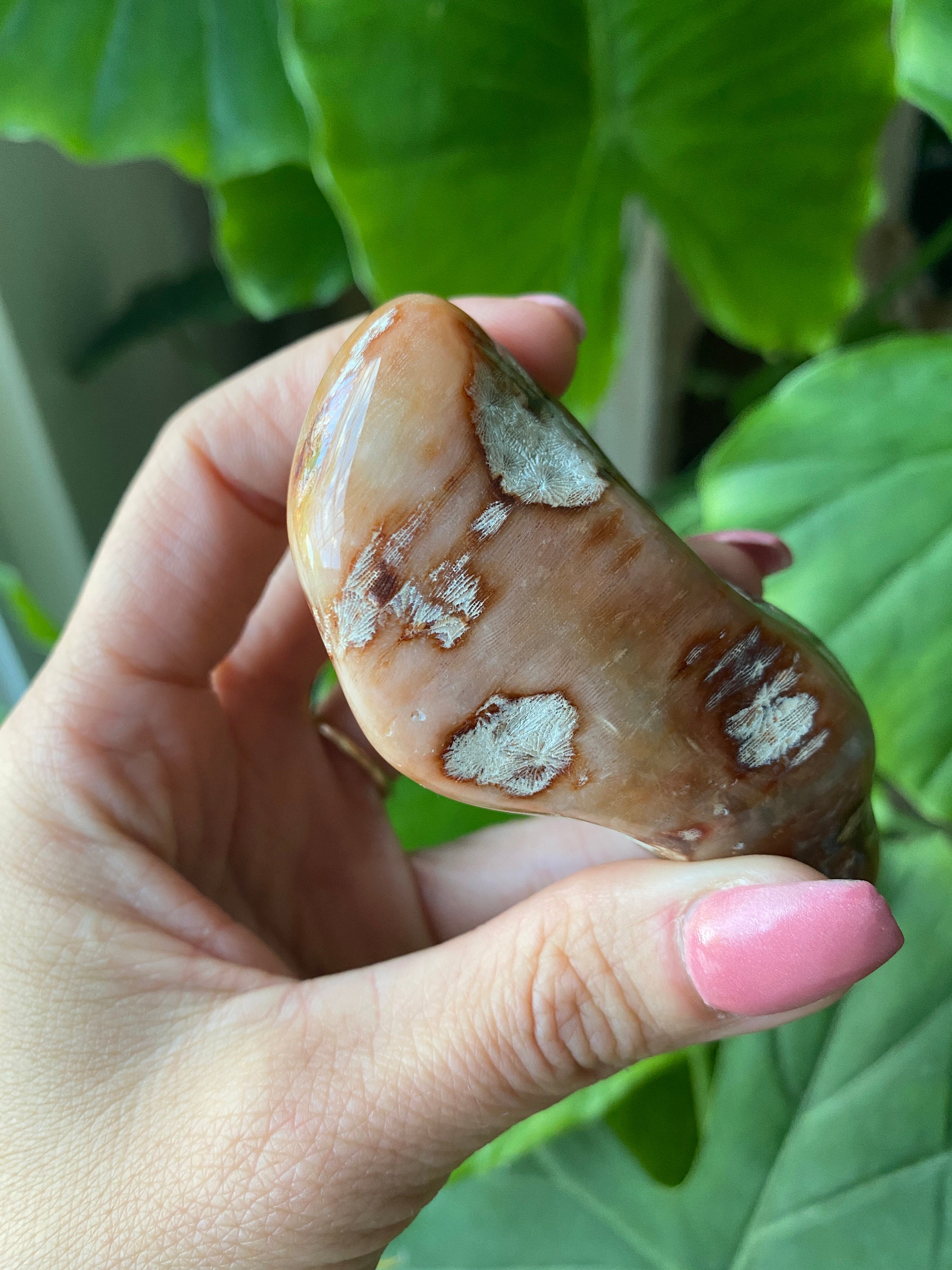 Agatized coral palm stone coral agate Florida agate | Etsy