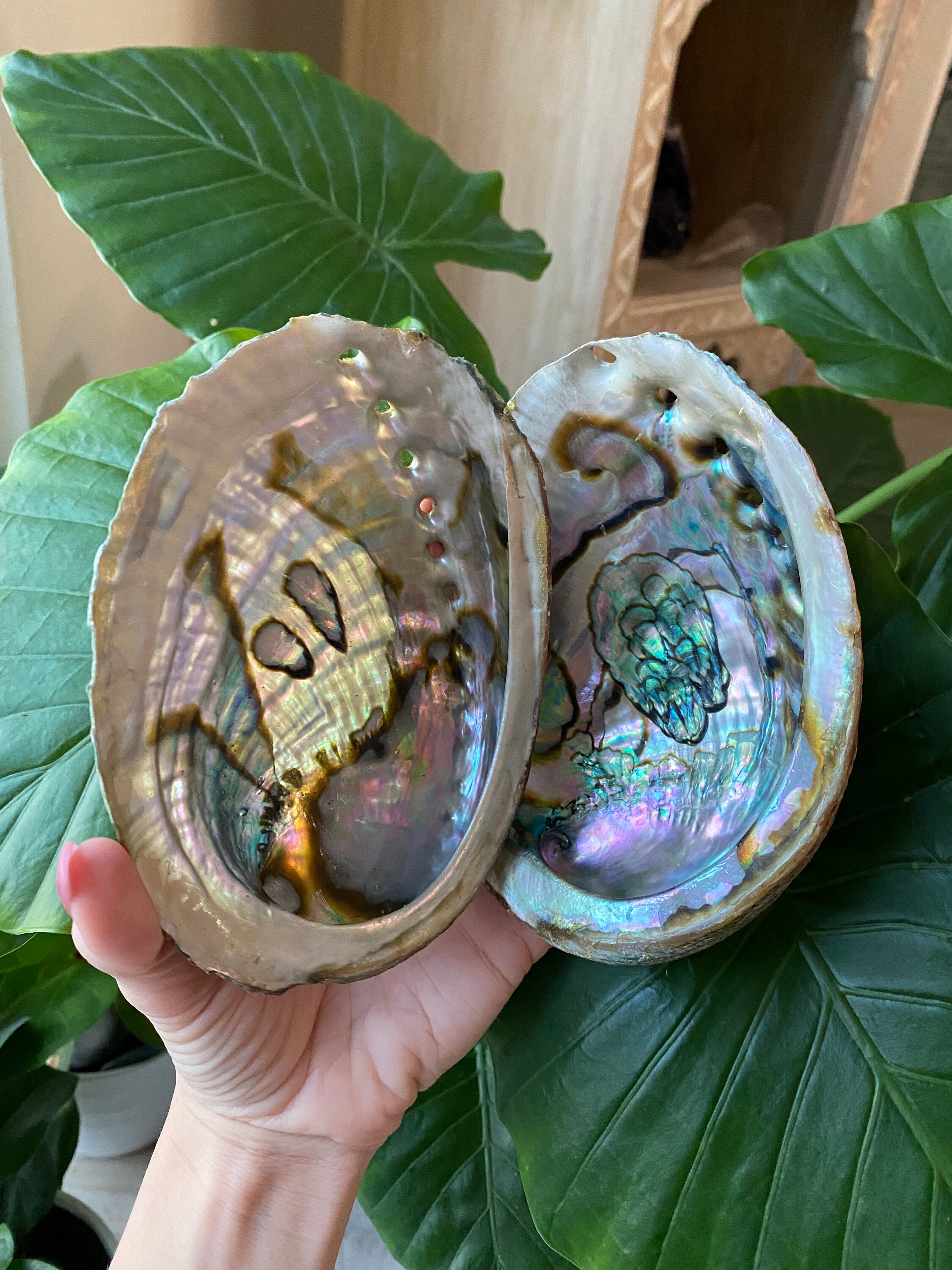 Abalone Shell Large Abalone Shell Abalone Bowl Abalone | Etsy