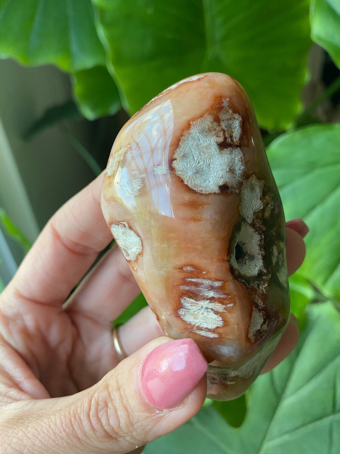 Agatized coral palm stone coral agate Florida agate | Etsy