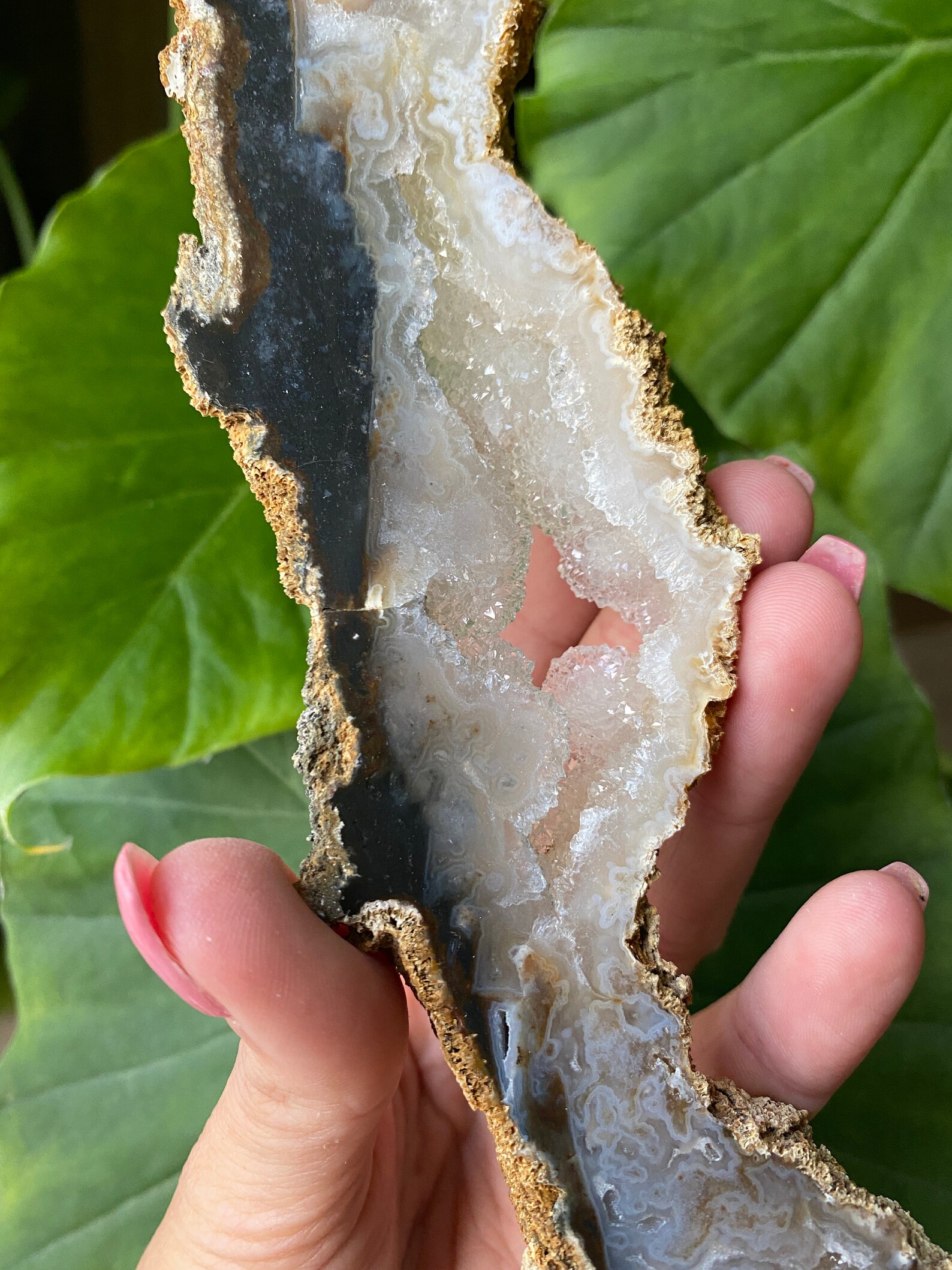 Withlacoochee Agatized Coral Coral Agate Florida Agate - Etsy