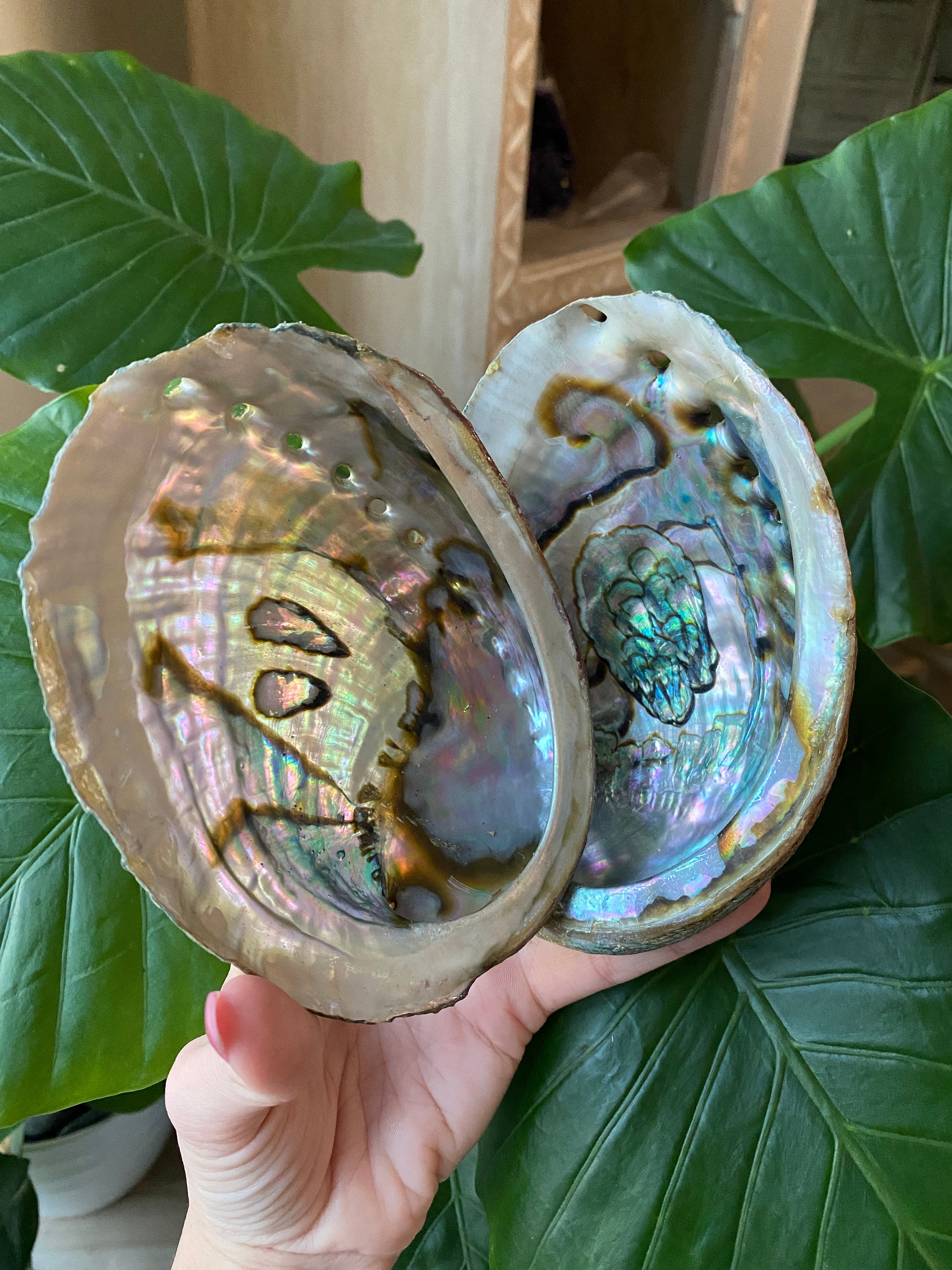 Abalone Shell Large Abalone Shell Abalone Bowl Abalone | Etsy