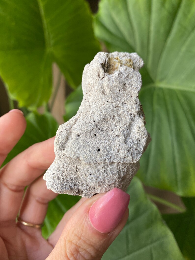 Tampa Bay Agatized Coral Coral Agate Florida Agate - Etsy