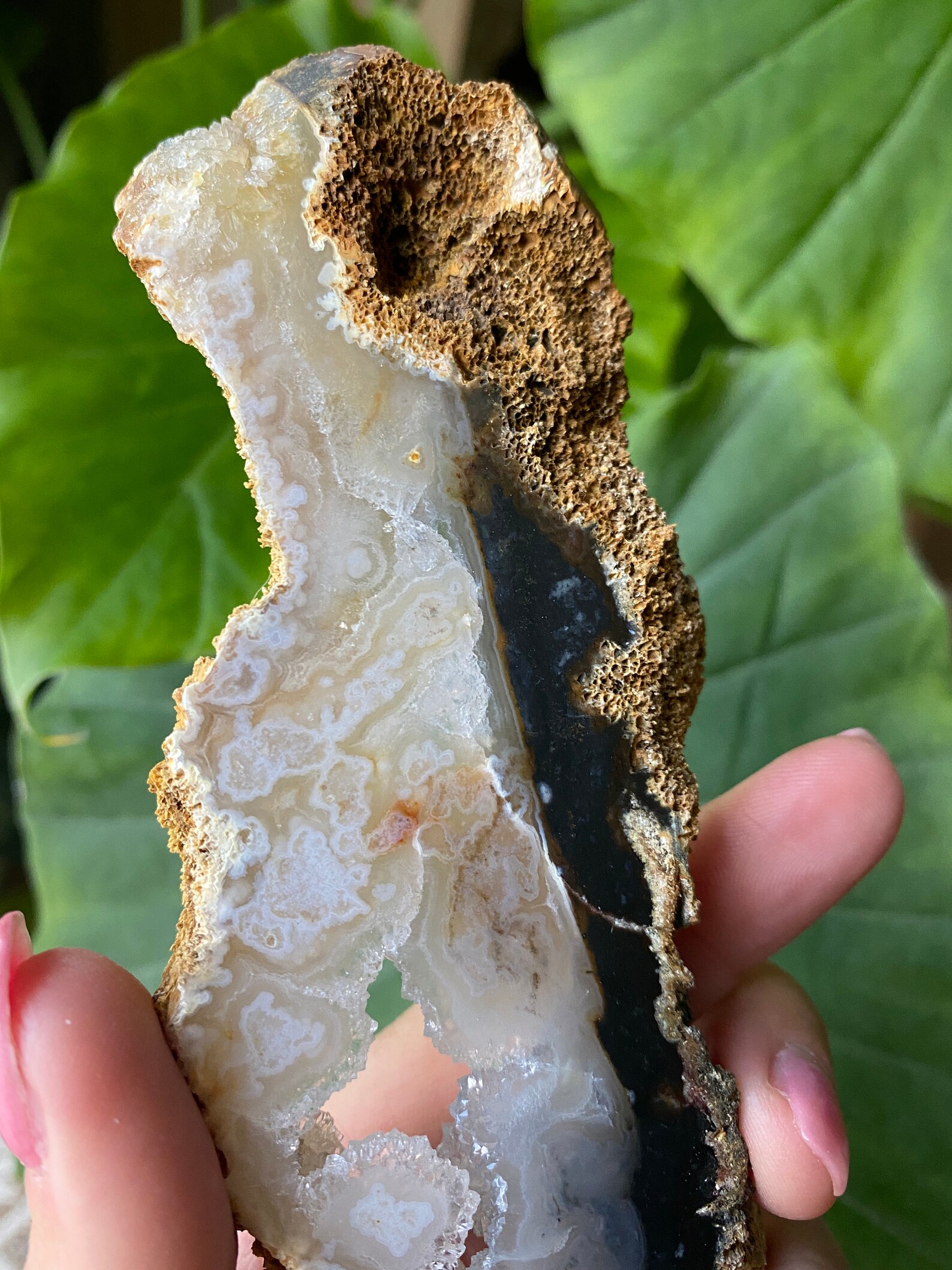 Withlacoochee Agatized Coral Coral Agate Florida Agate - Etsy