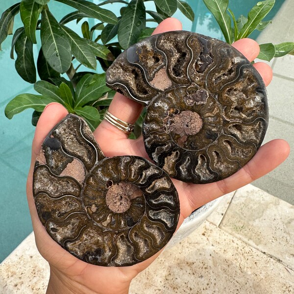 Ammonite - Etsy