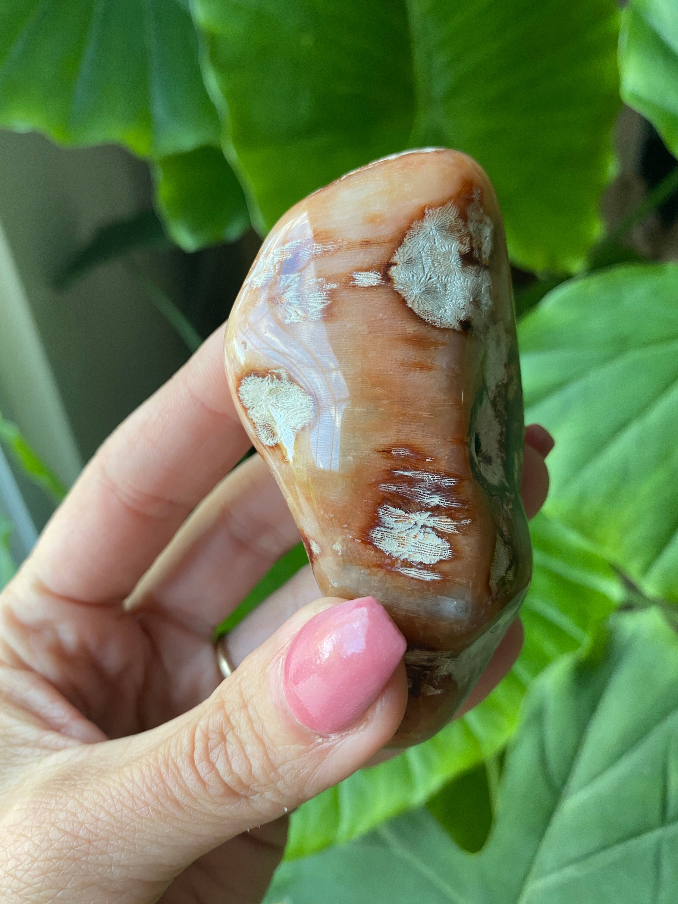 Agatized coral palm stone coral agate Florida agate | Etsy