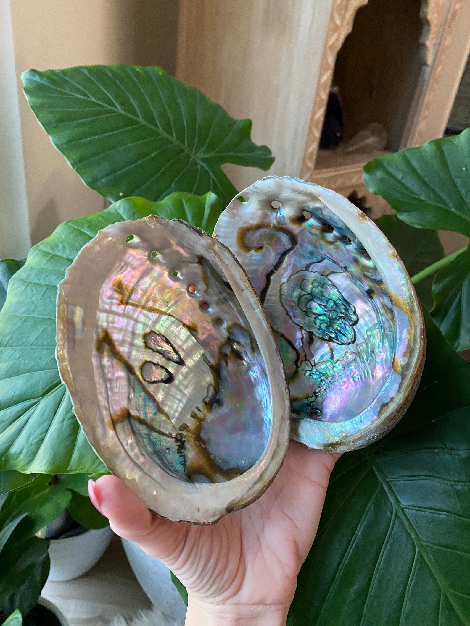 Abalone Shell Large Abalone Shell Abalone Bowl Abalone | Etsy