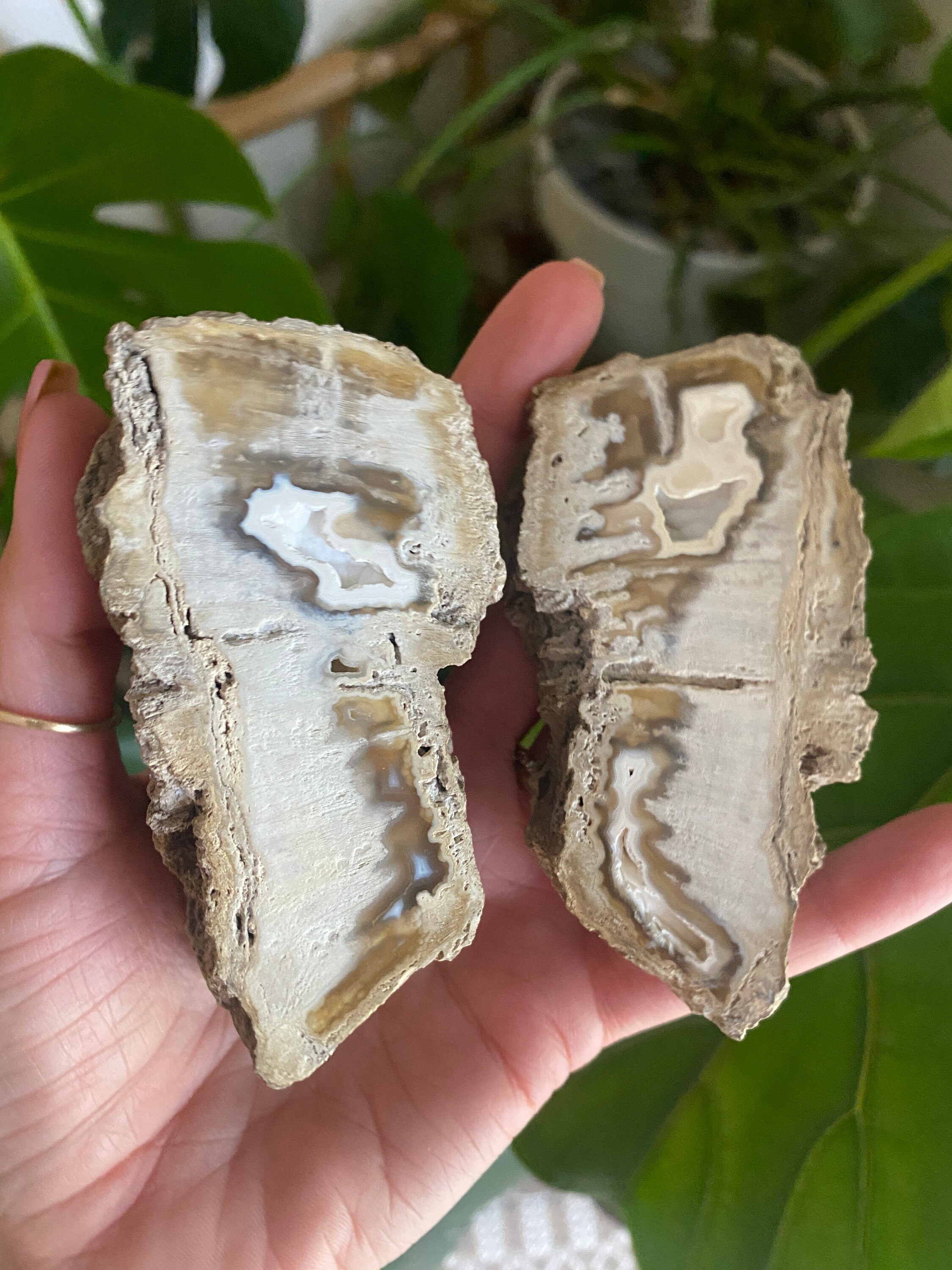 Withlacoochee agatized coral coral agate Florida agate | Etsy