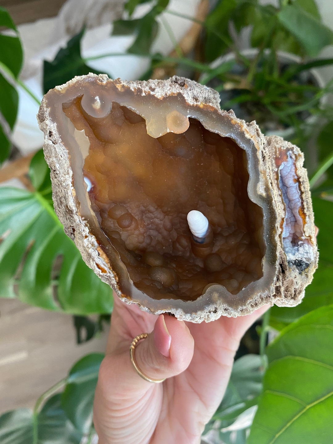 Withlacoochee Agatized Coral, Coral Agate, Florida Agate - Etsy