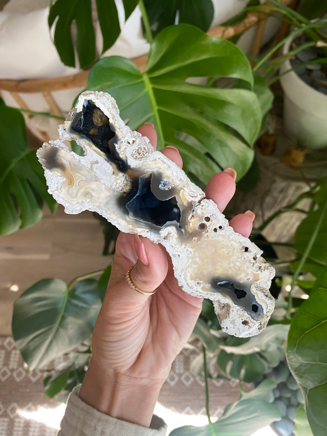 Tampa Bay Agatized Coral, Coral Agate, Florida Agate - Etsy