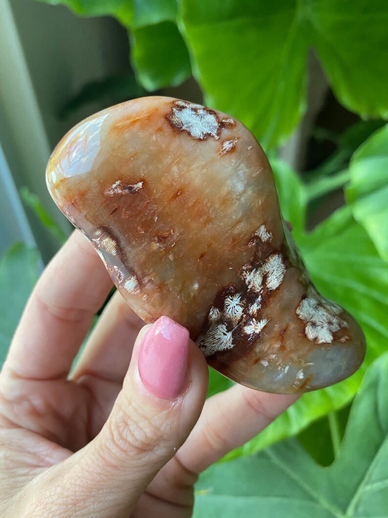 Agatized Coral Palm Stone Coral Agate Florida Agate - Etsy