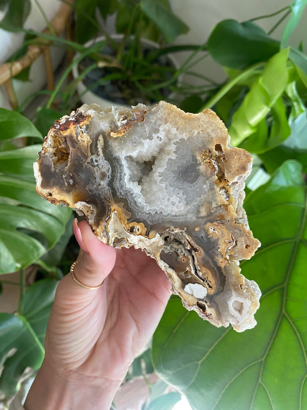 Tampa Bay Agatized Coral, Coral Agate, Florida Agate - Etsy