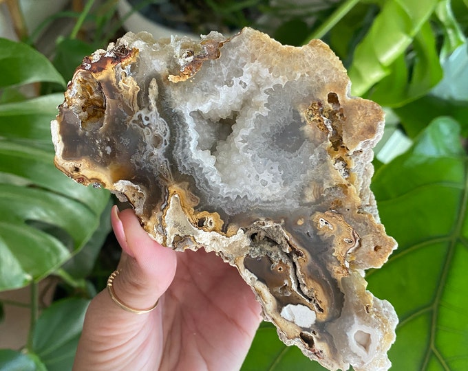 Tampa Bay Agatized Coral, Coral Agate, Florida Agate - Etsy