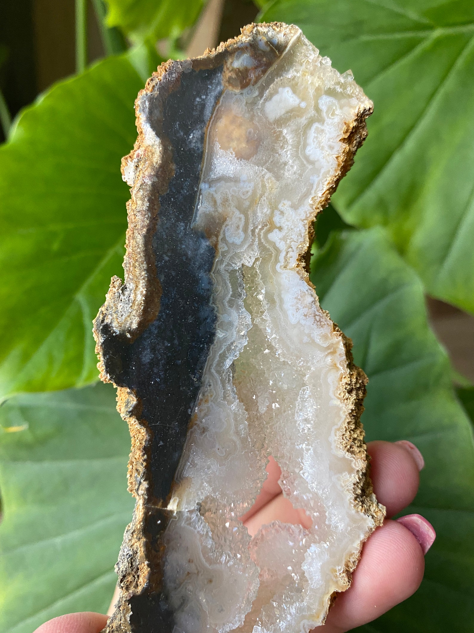 Withlacoochee Agatized Coral Coral Agate Florida Agate - Etsy