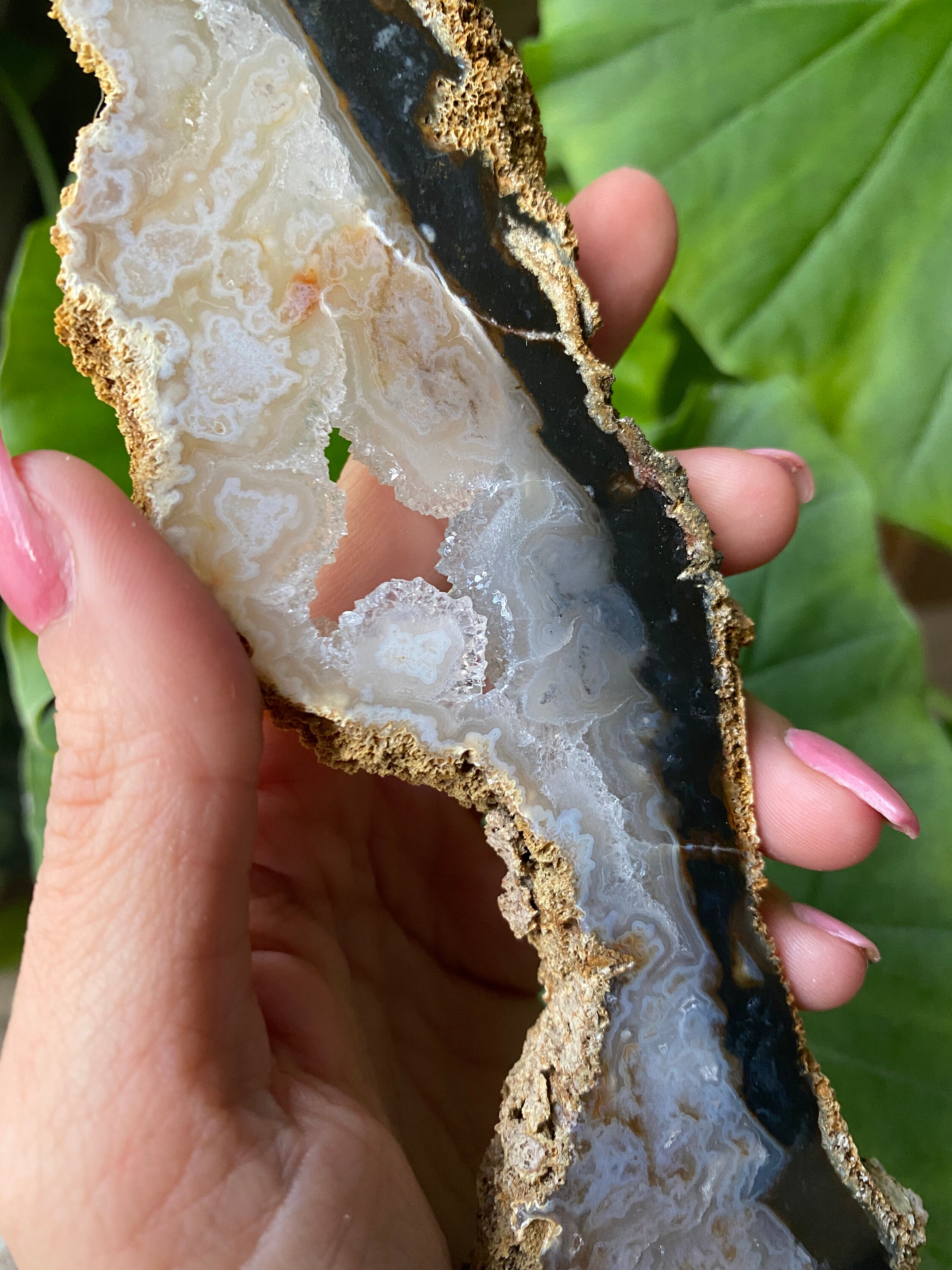 Withlacoochee agatized coral coral agate Florida agate | Etsy