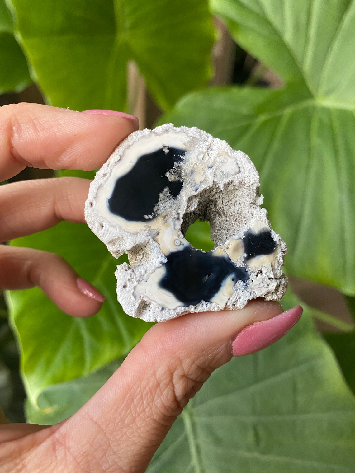 Tampa Bay Agatized Coral Coral Agate Florida Agate - Etsy