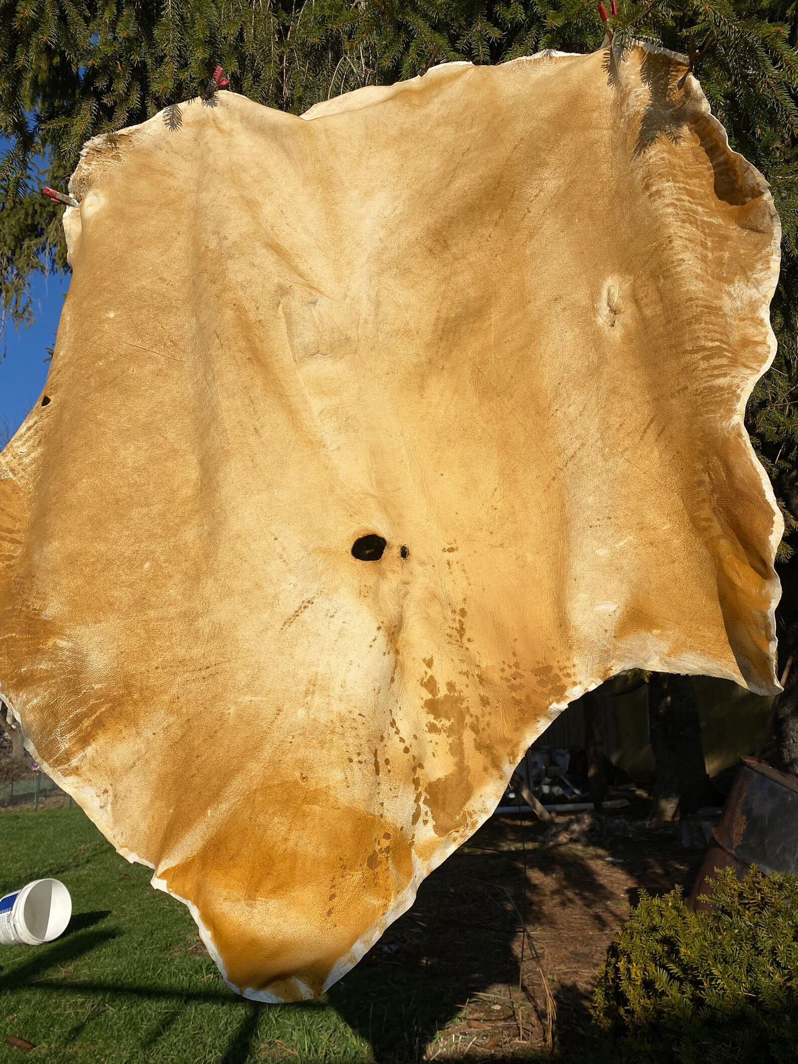 Braintan Sheep Hide SMOKED Buckskin Native American Style Primitive ...